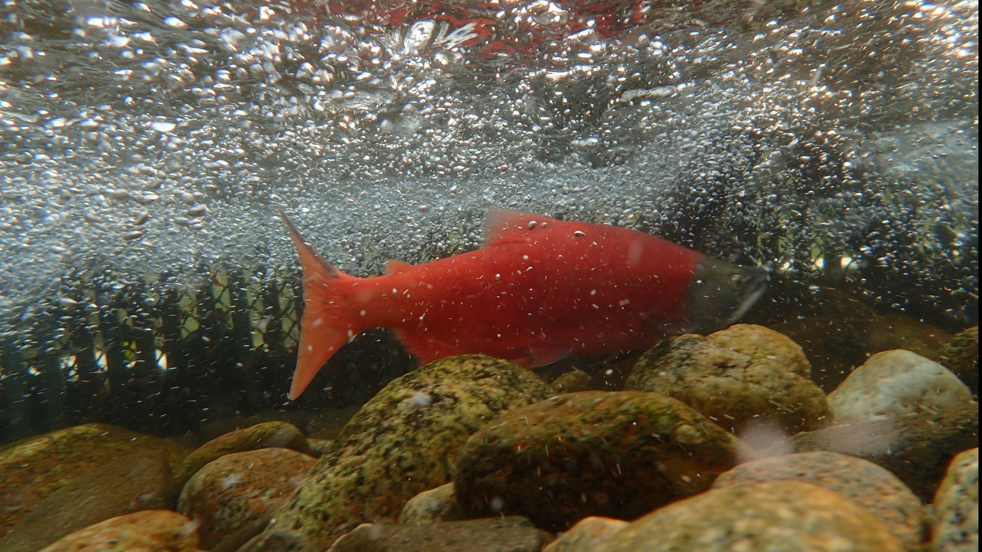 Some of the best kokanee fishing in Idaho just a short drive from Boise ...