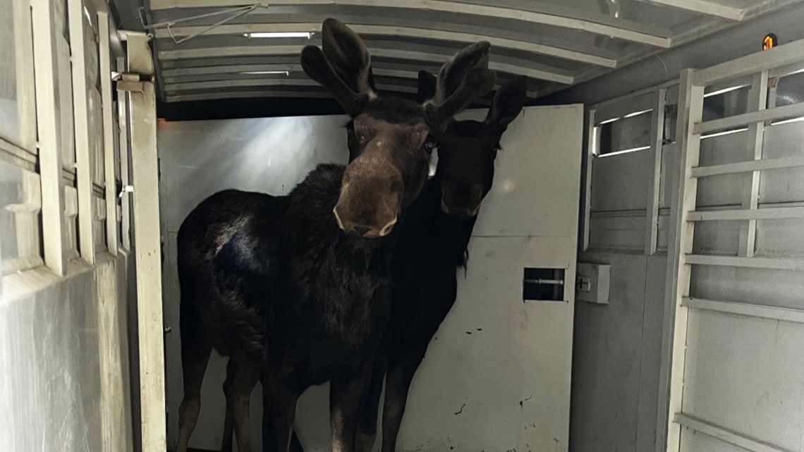 Idaho Fish and Game capture and relocate two bull moose | ktvb.com