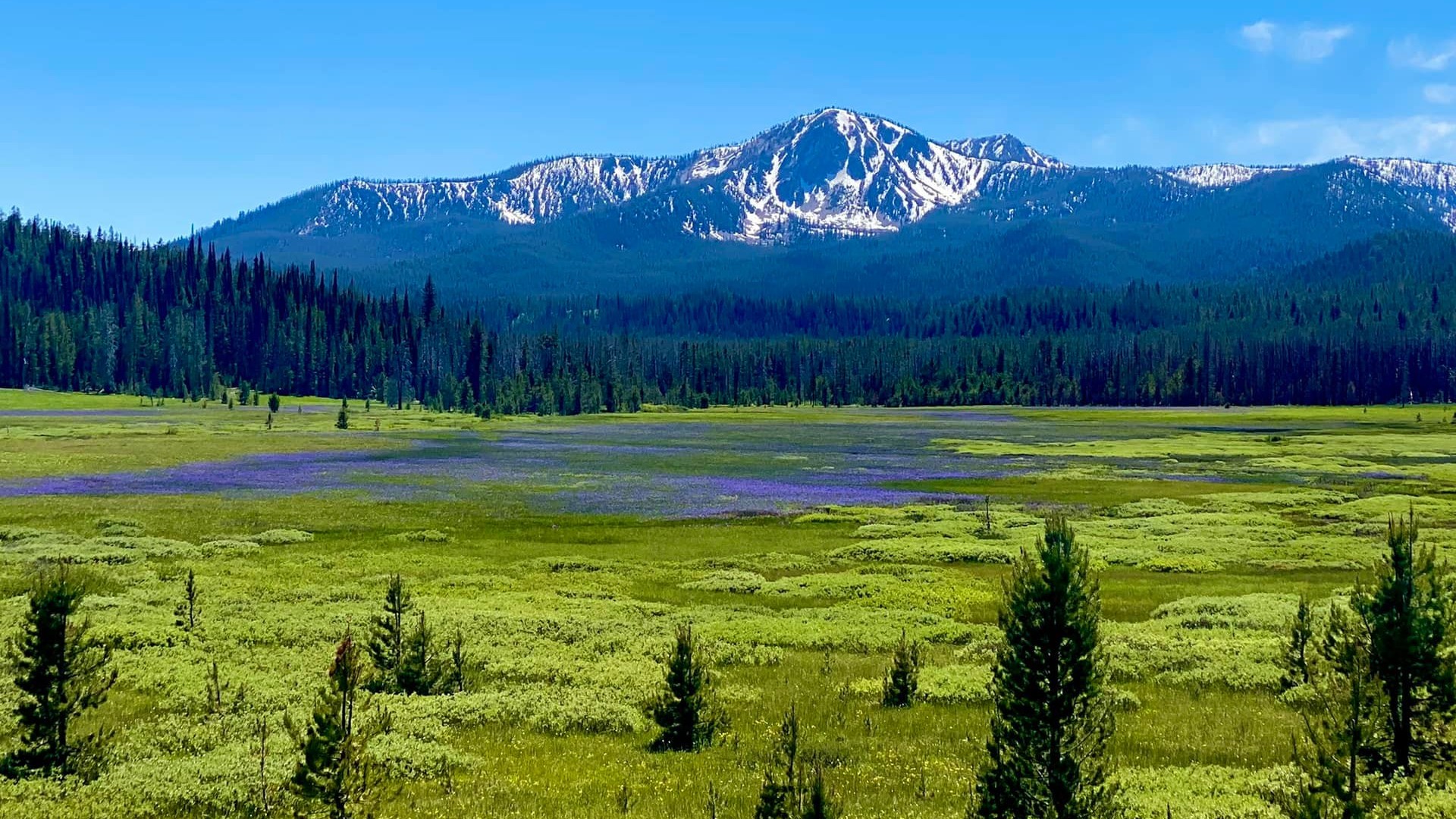 KTVB You Can Grow It: Idaho wildflowers blooming in mountains | ktvb.com