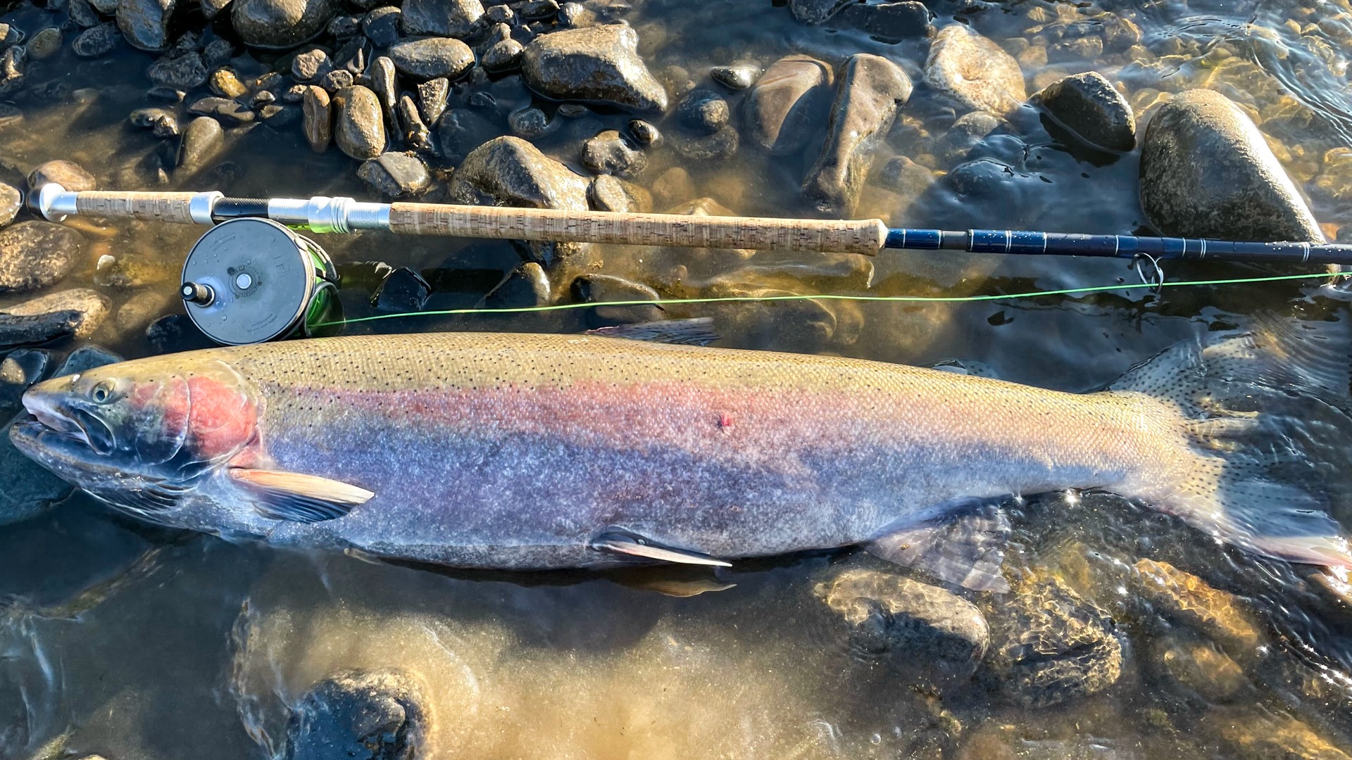 McCall man catches record breaking wild steelhead | ktvb.com