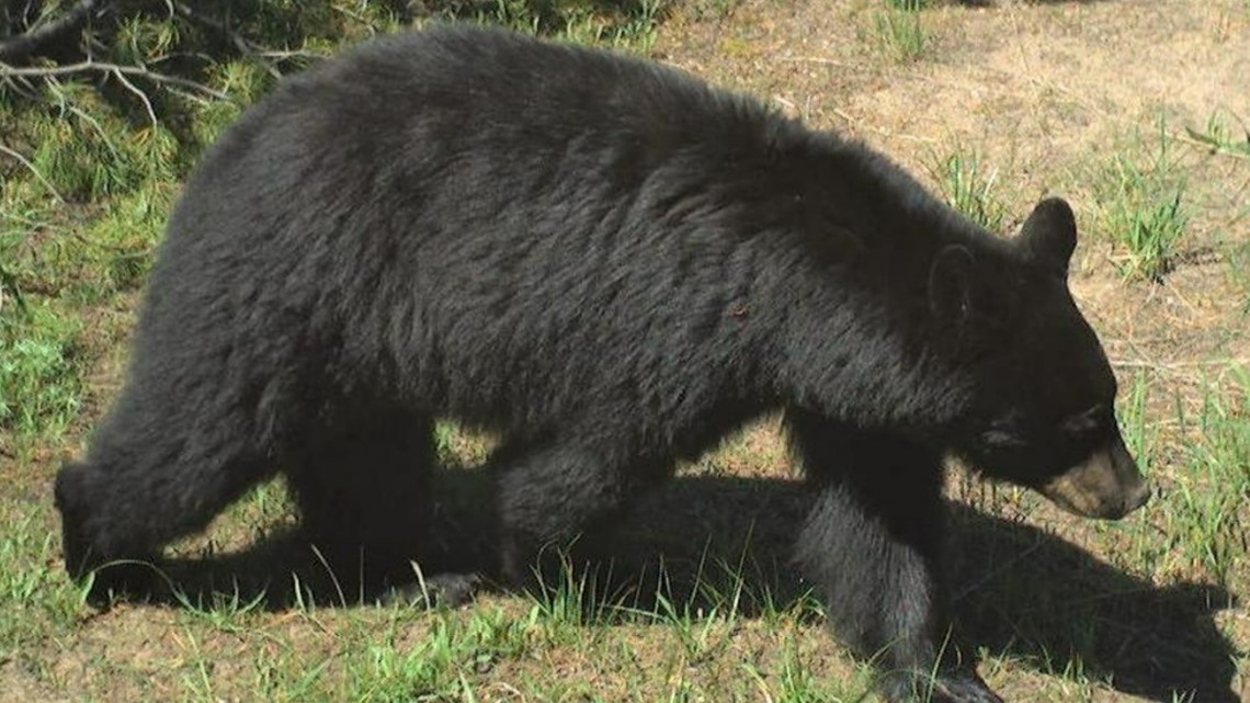Black bear killed in Riggins | ktvb.com