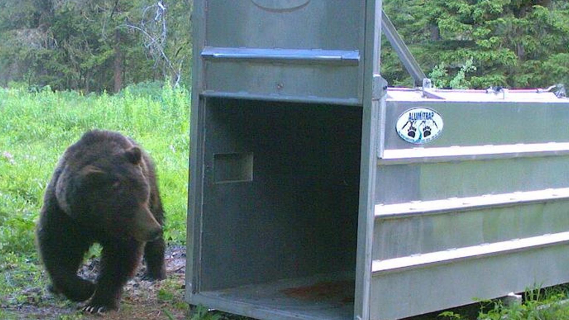 Idaho officials relocate young grizzly bear | ktvb.com