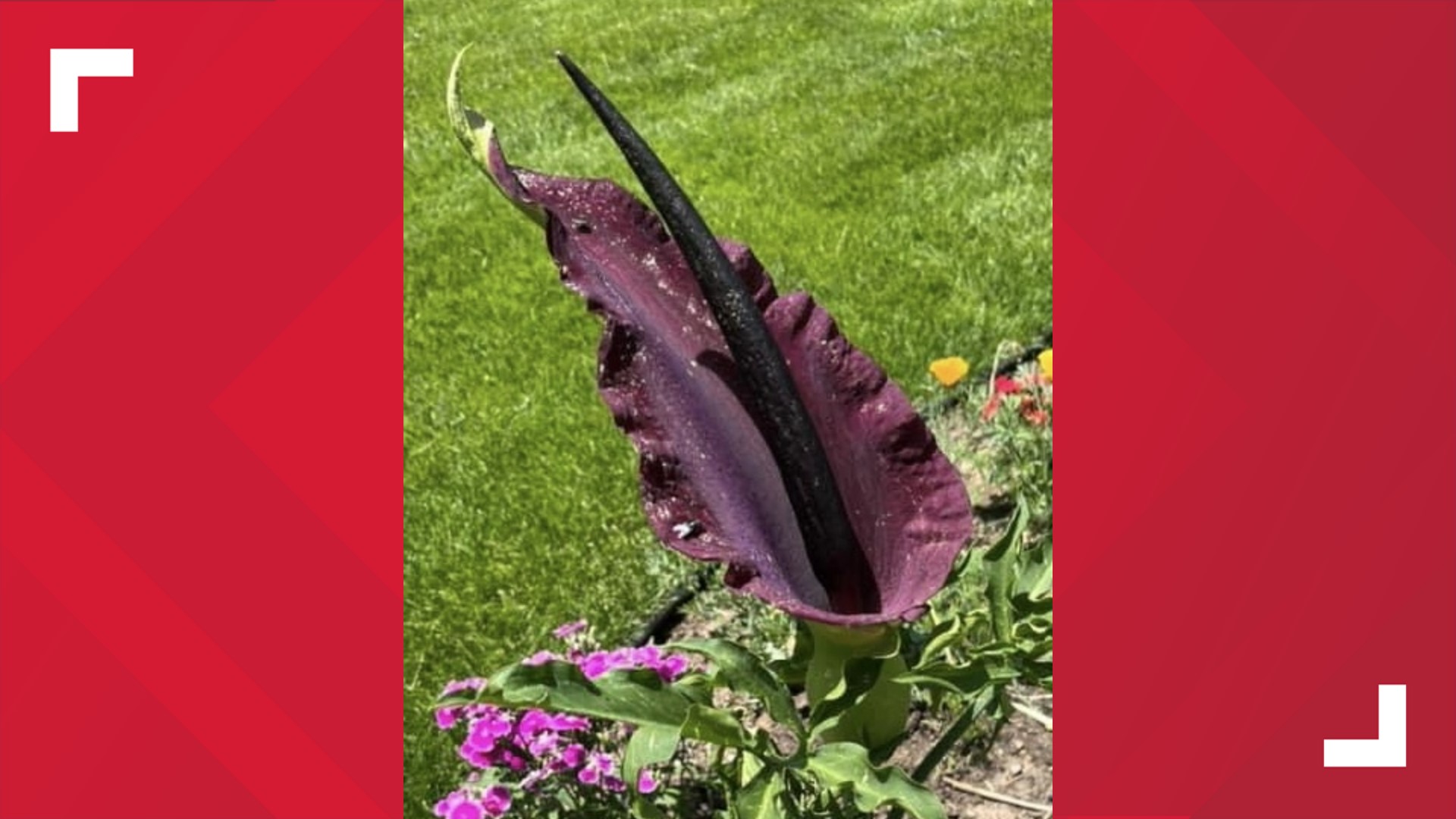 You Can Grow It: Featuring Idahoans' stunning photos for National ...