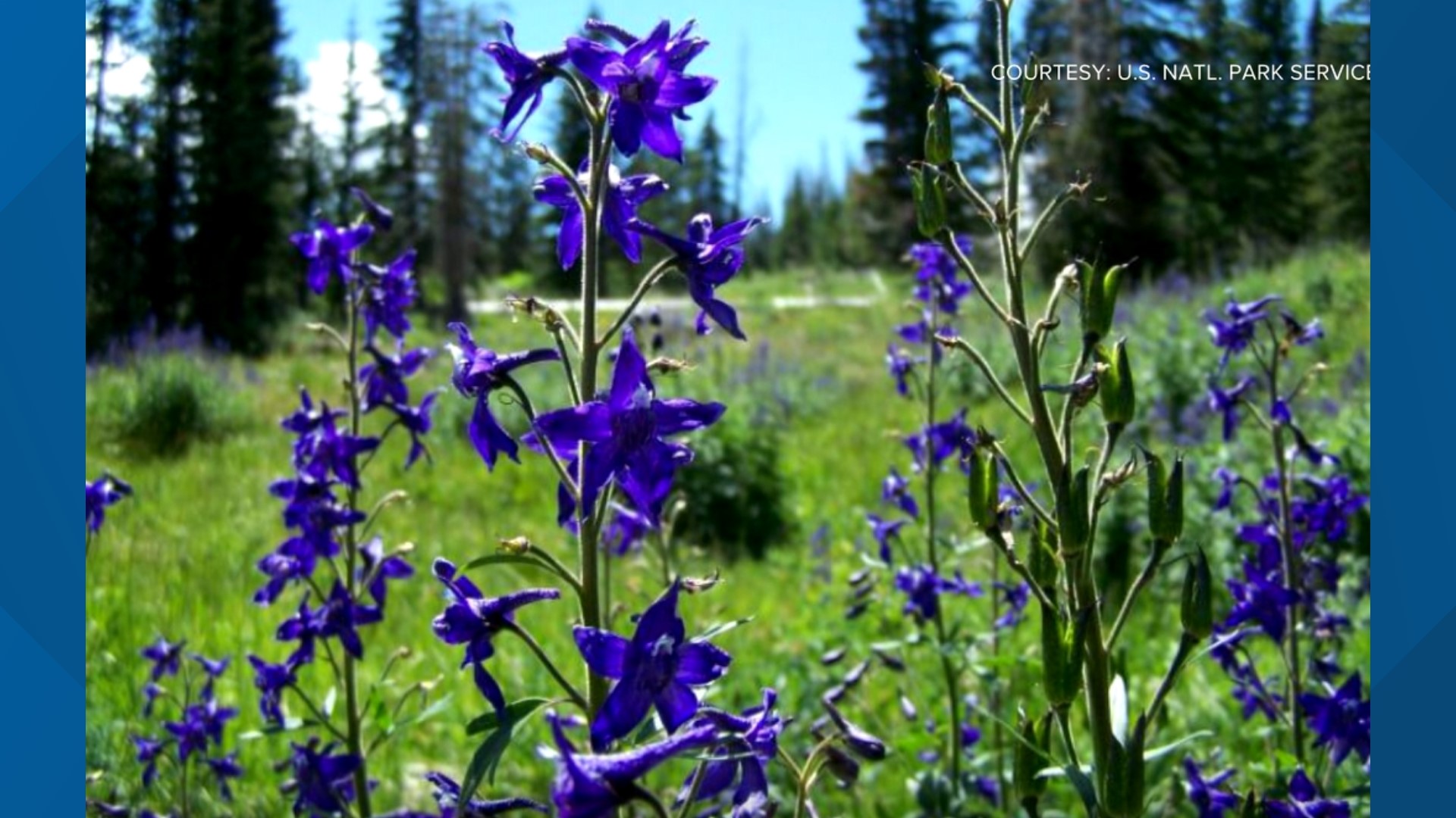 KTVB You Can Grow It: Idaho wildflowers blooming in mountains | ktvb.com