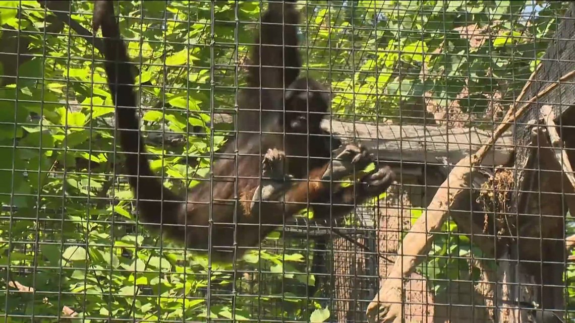 Zoo Boise's 'Elvis' the spider monkey believed to be one of the oldest ...