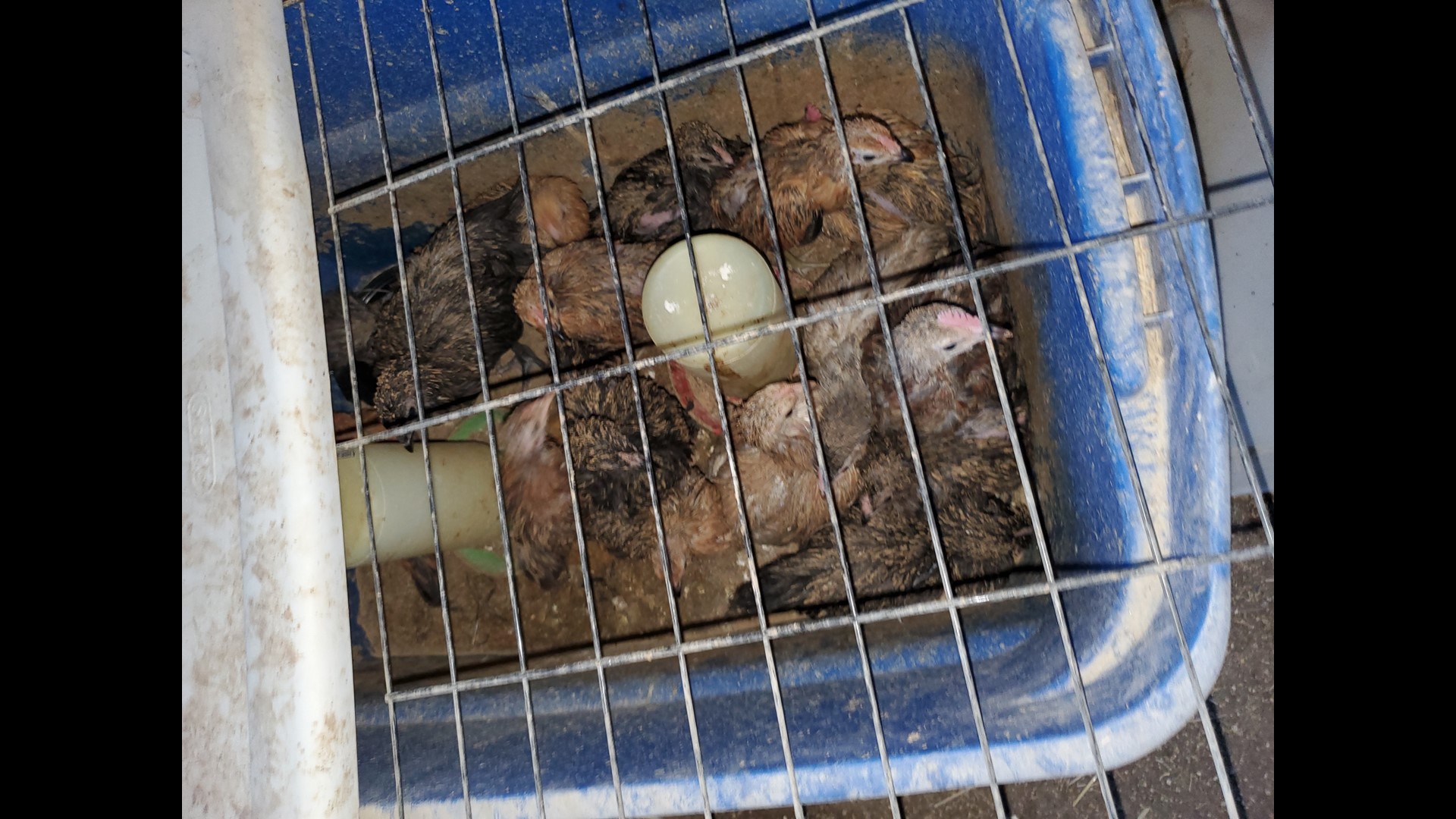 Hundreds of chickens, other animals taken from Weiser home | ktvb.com