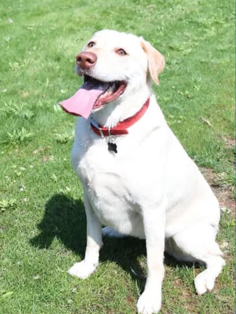 Boise to 'let the dogs out' as seasonal off-leash program returns ...