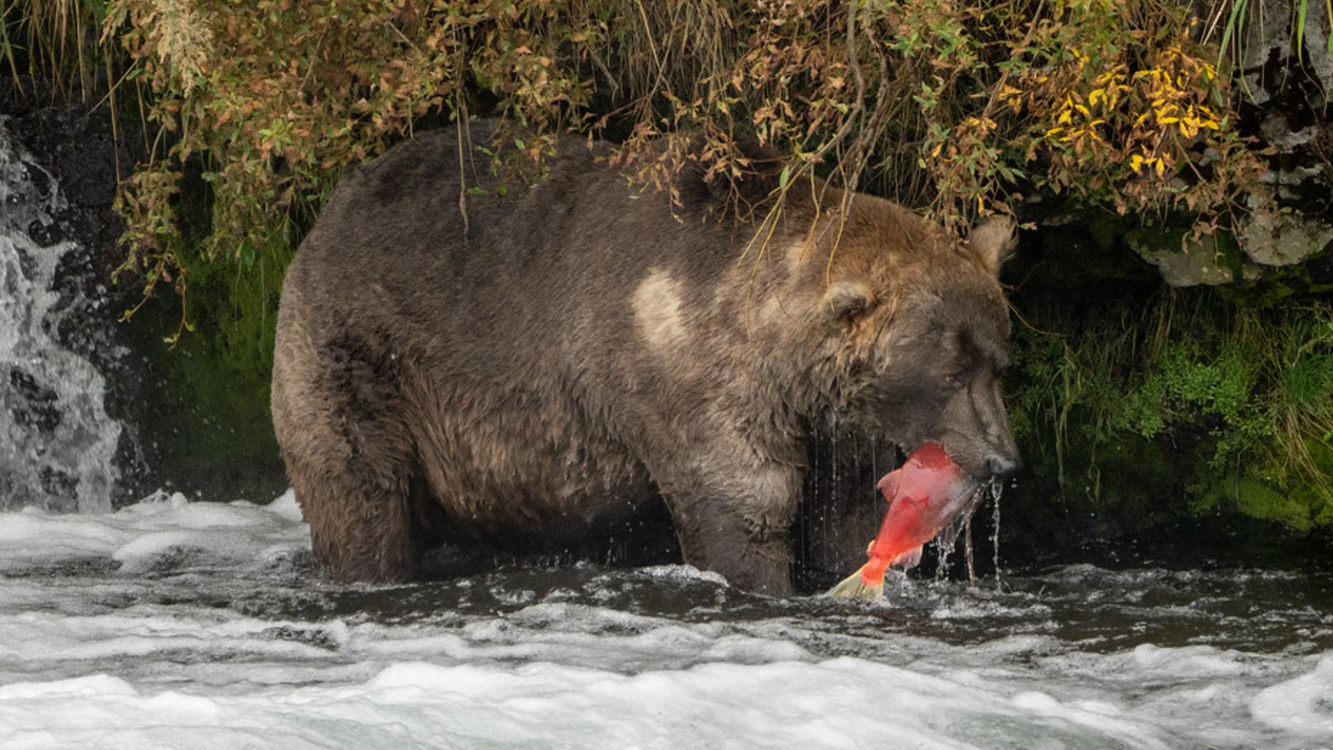 Alaska's bears compete in annual Fat Bear Week | ktvb.com