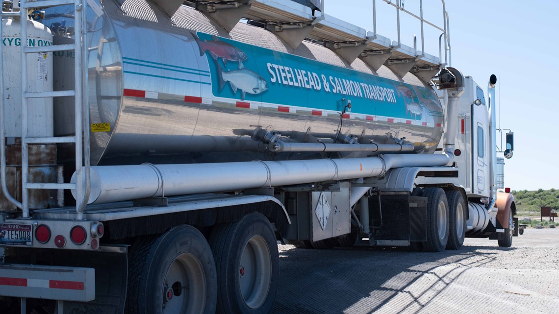 Idaho Power releases 50,000 rainbow trout at C.J. Strike Reservoir ...