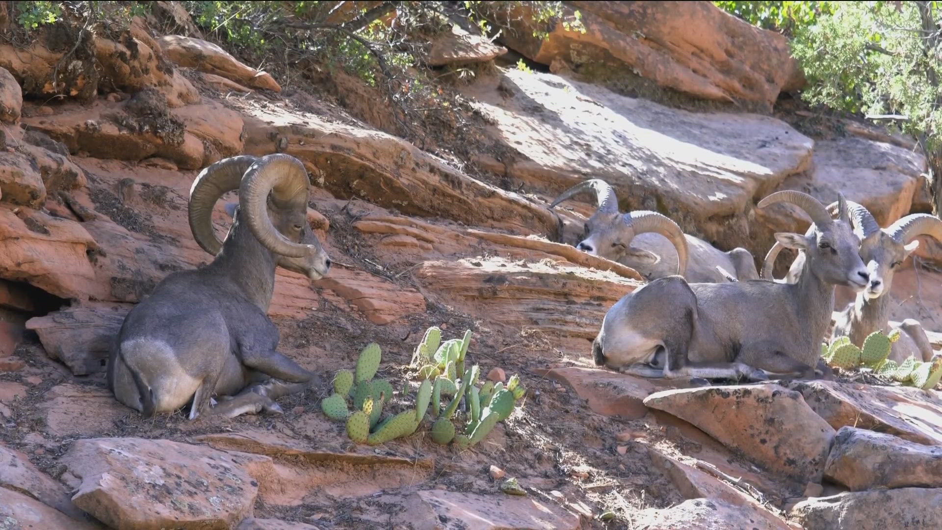 Steelers coach Mike Tomlin says he supports suspended wide receiver DK ...