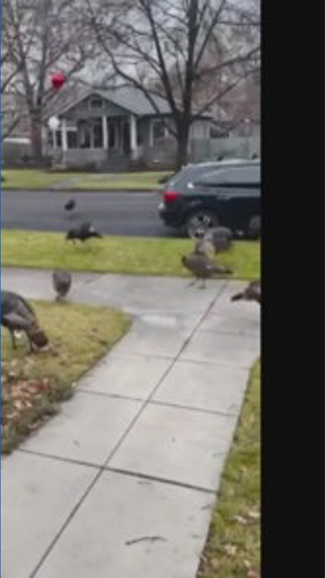 Trouble with turkeys? The City of Boise has tips for residents | ktvb.com