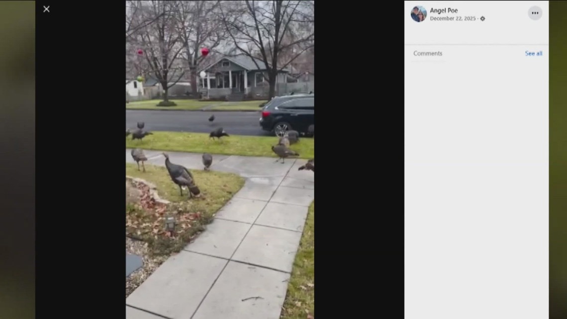 Trouble with turkeys? The City of Boise has tips for residents | ktvb.com