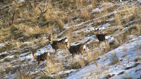 Boise River WMA closure set to lift roughly two weeks ahead of schedule ...