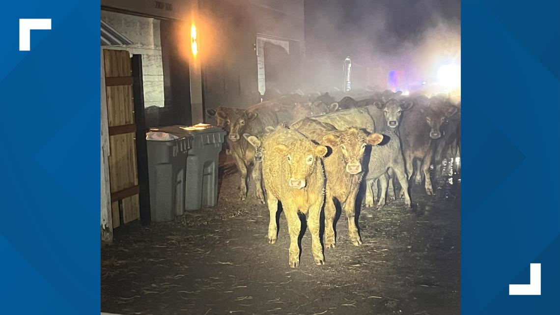 Holy Cow: Udderly large herd of bovines amble through Boise ...