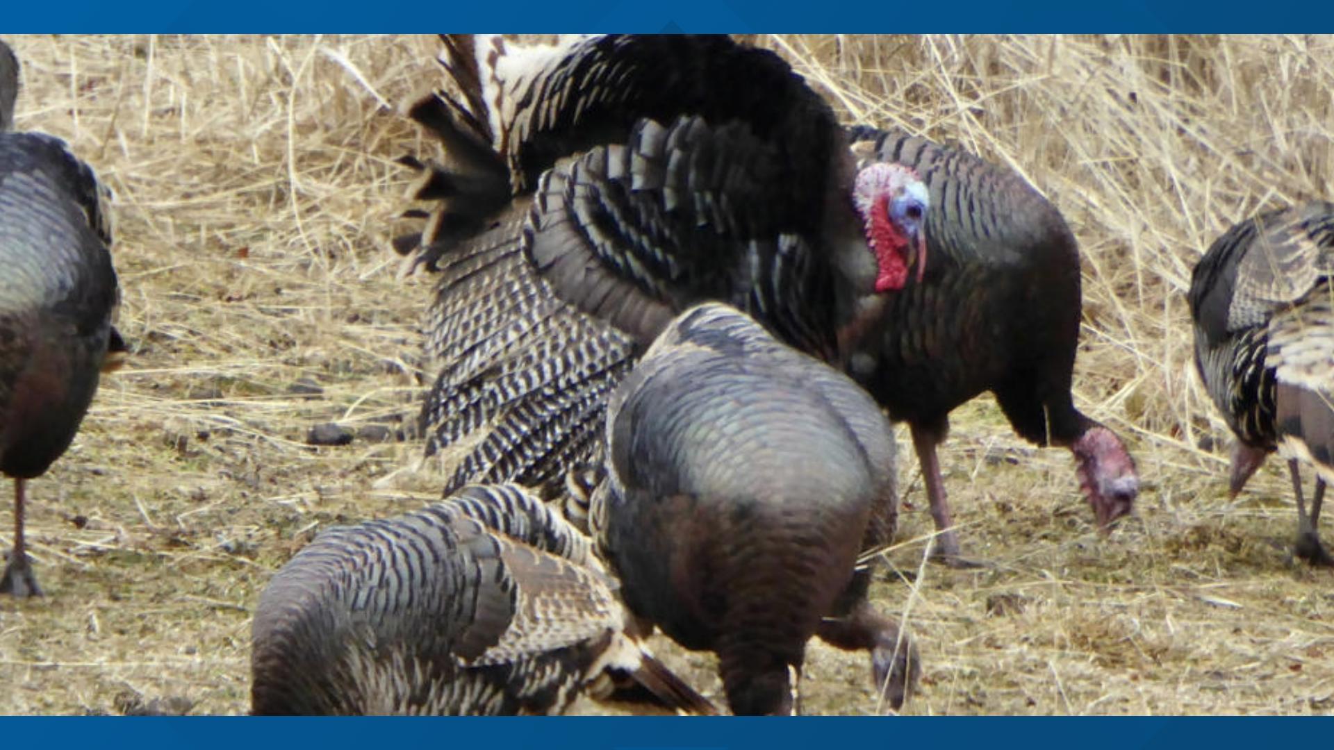 Let's talk turkey: Idaho Department of Fish and Game starts new 'Turkey ...