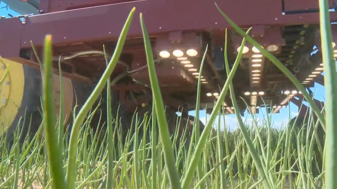 LaserWeeder | Michigan Sportsman Forum