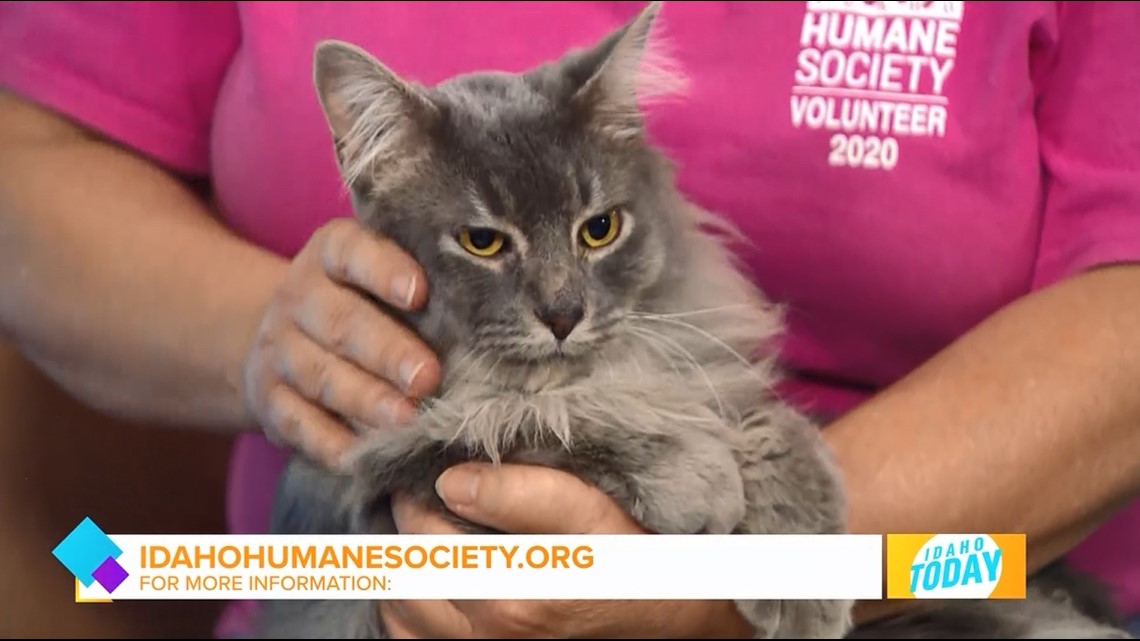 Idaho Today: Pet Talk - Idaho Humane Society | ktvb.com