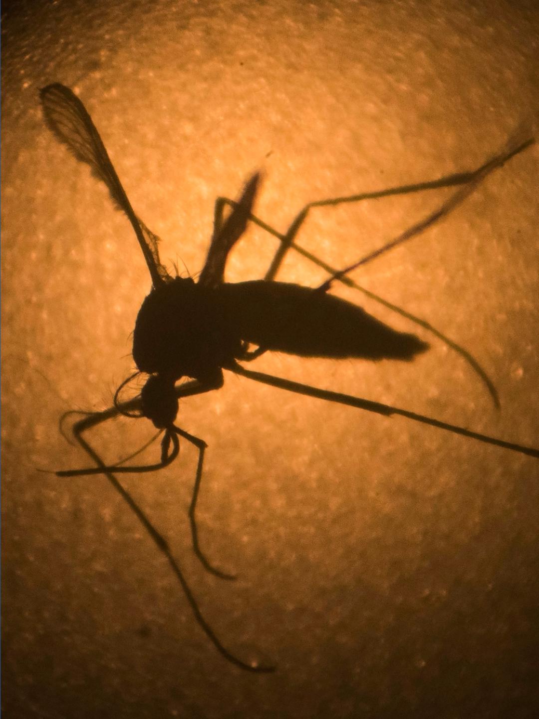 Invasive mosquito species detected in Idaho for first time | ktvb.com