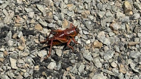 Mormon crickets return: Summer brings insects back to Idaho, Oregon ...
