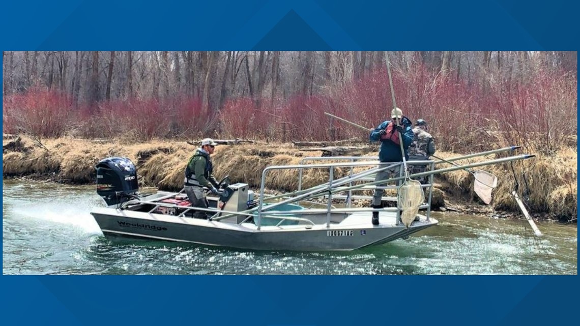 Idaho Fish & Game moving rainbow trout on the South Fork Snake River to ...
