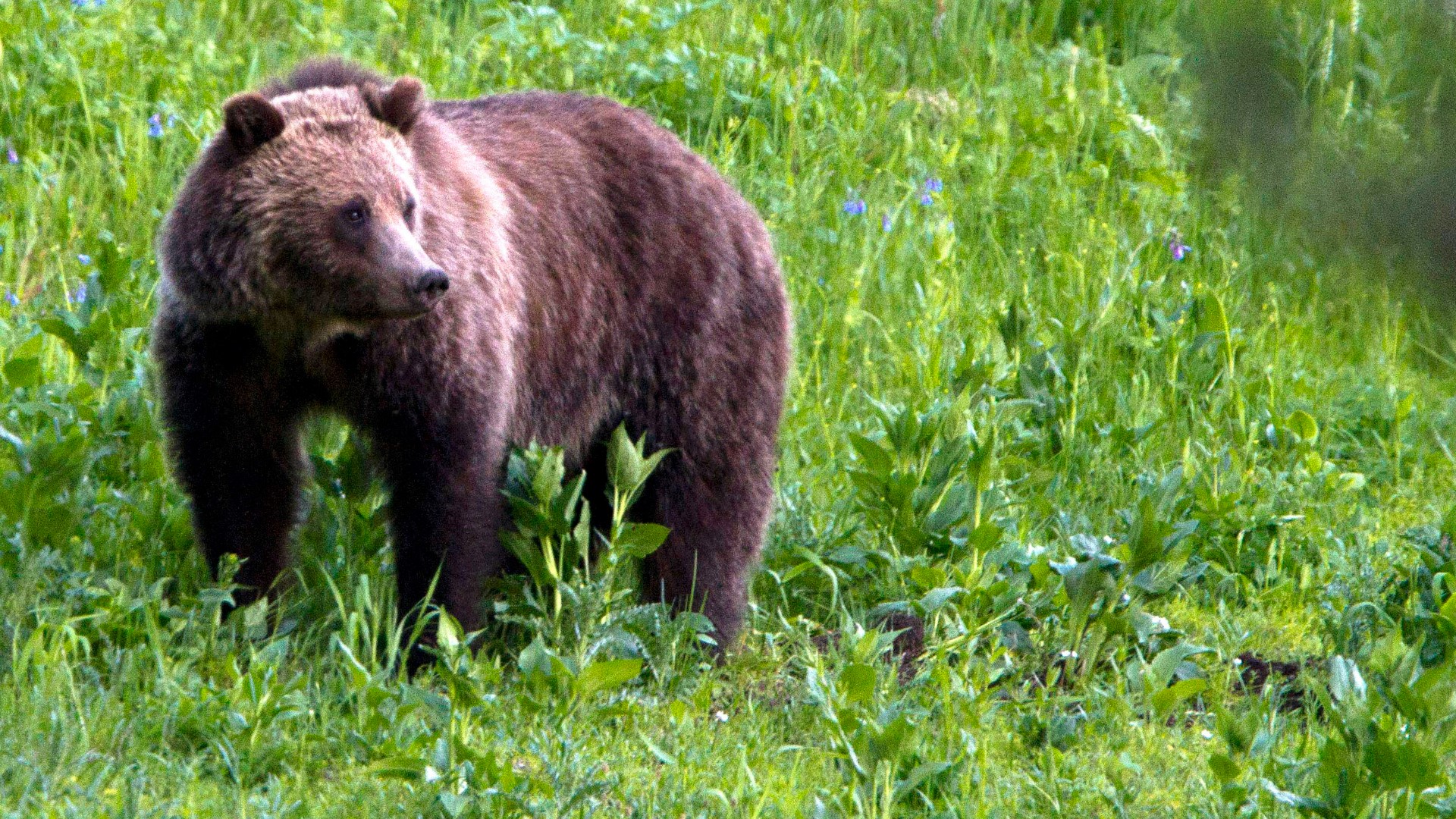 Grizzly bear blamed for fatal Montana mauling and Idaho attack is ...