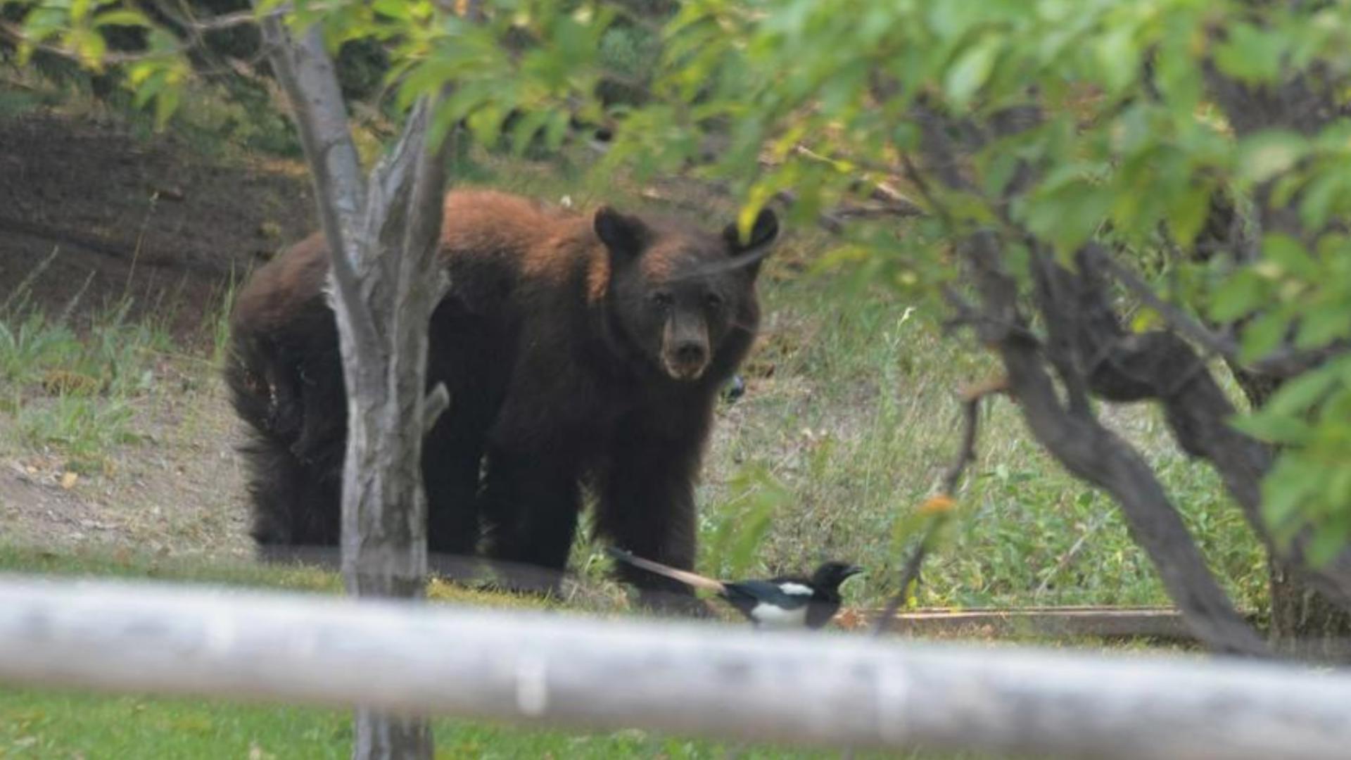 Young black bear euthanized in Emmett due to public safety concerns ...