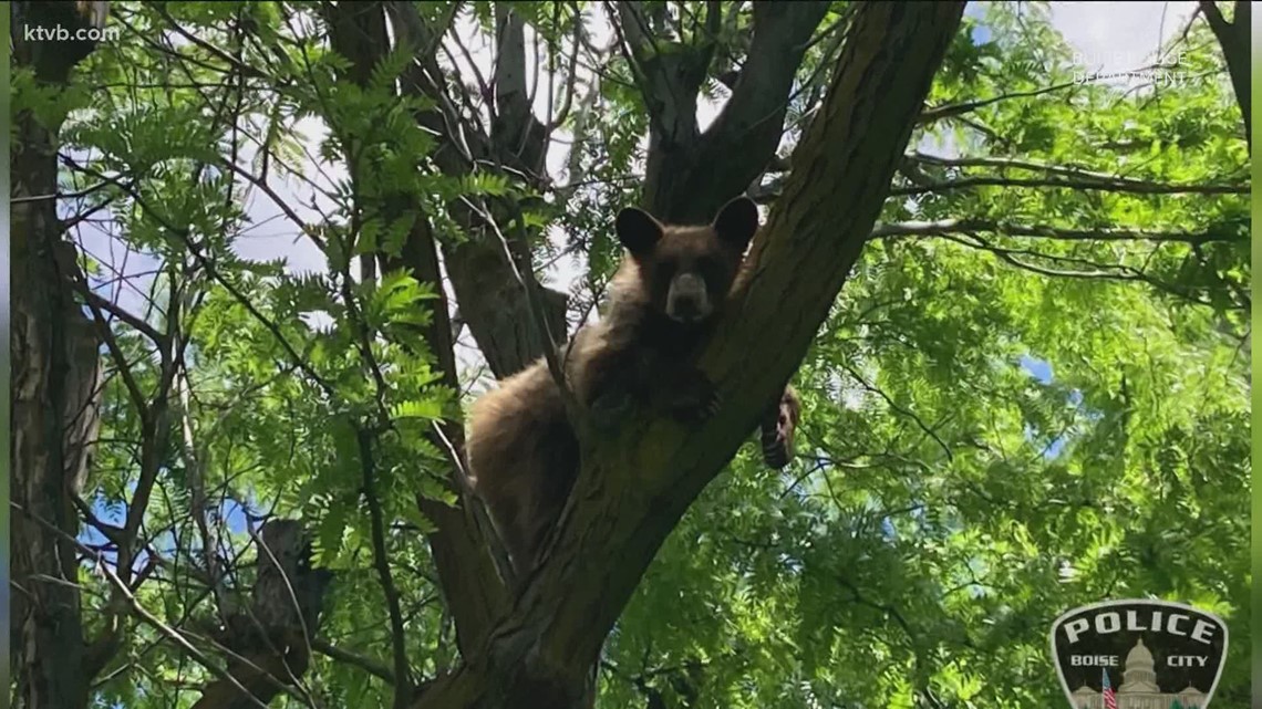 Young bear found and tranquilized in Boise, Idaho, neighborhood | ktvb.com