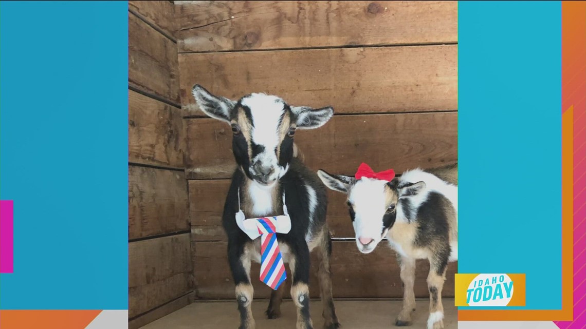 Dogs, Sheep and Goats: Pet Pics | ktvb.com