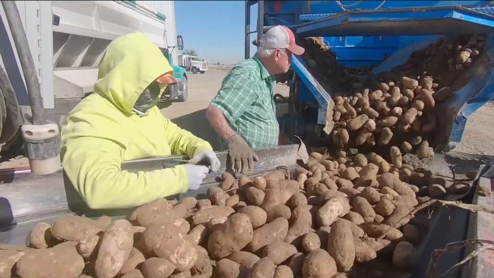 Inside Ag: Too many taters, not enough takers | ktvb.com