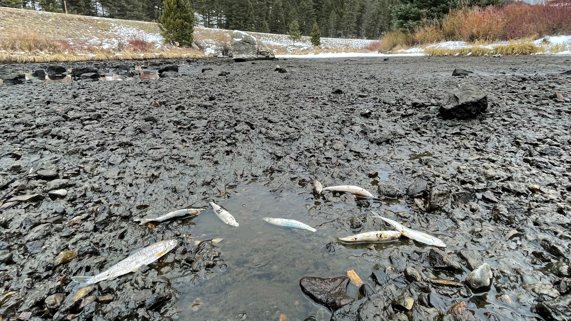 Fish stranded from dam malfunction on Montana river | ktvb.com