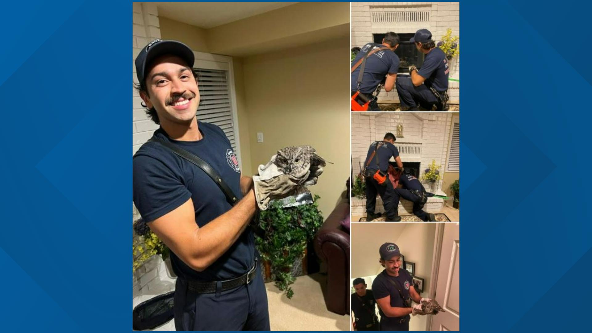 Hoo's House, Say What: Boise Fire rescues owl from residence, it's owl ...