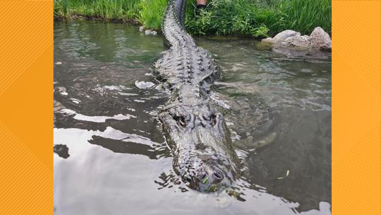 Morris the Alligator from 'Happy Gilmore' dies at 80 in Colorado | ktvb.com