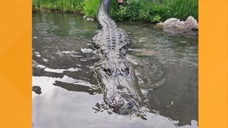Morris the Alligator from 'Happy Gilmore' dies at 80 in Colorado | ktvb.com
