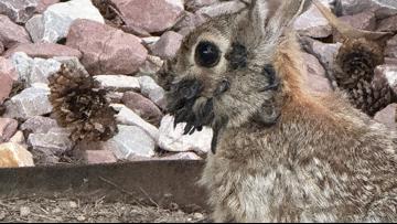 Colorado rabbits show bizarre' 'tentacle' growths on their heads | ktvb.com