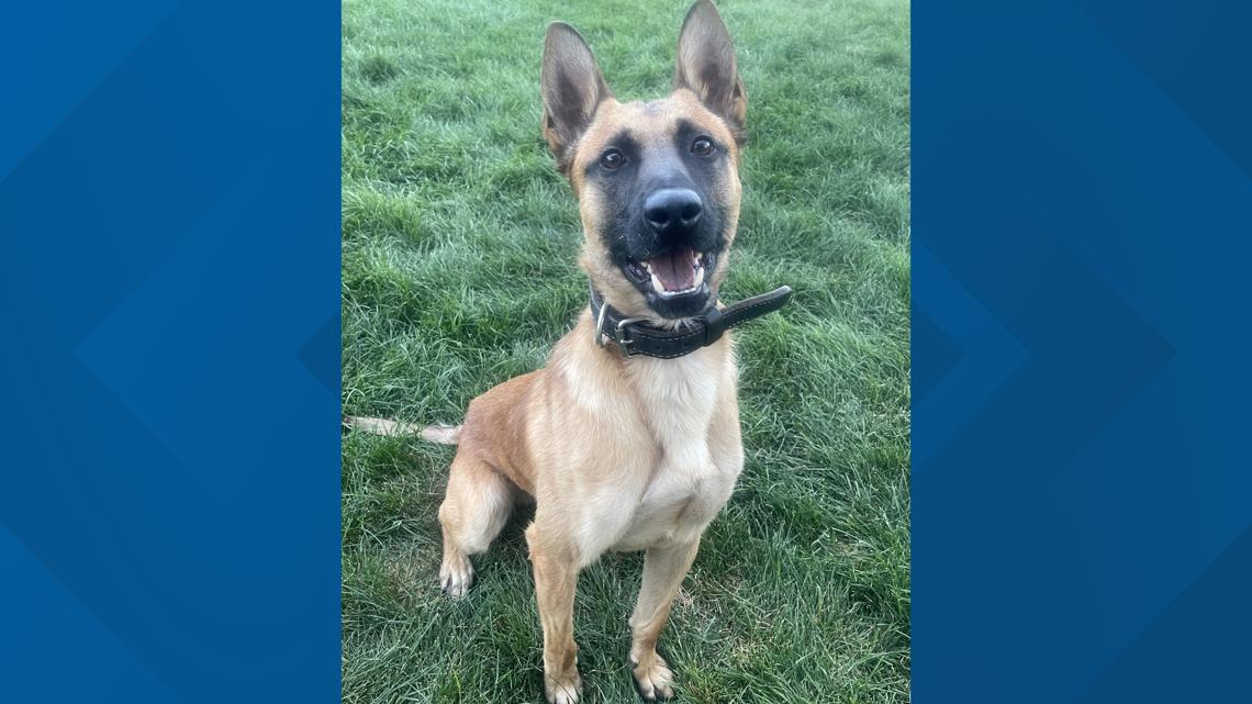 K9 stabbed in Colorado; suspect arrested | ktvb.com