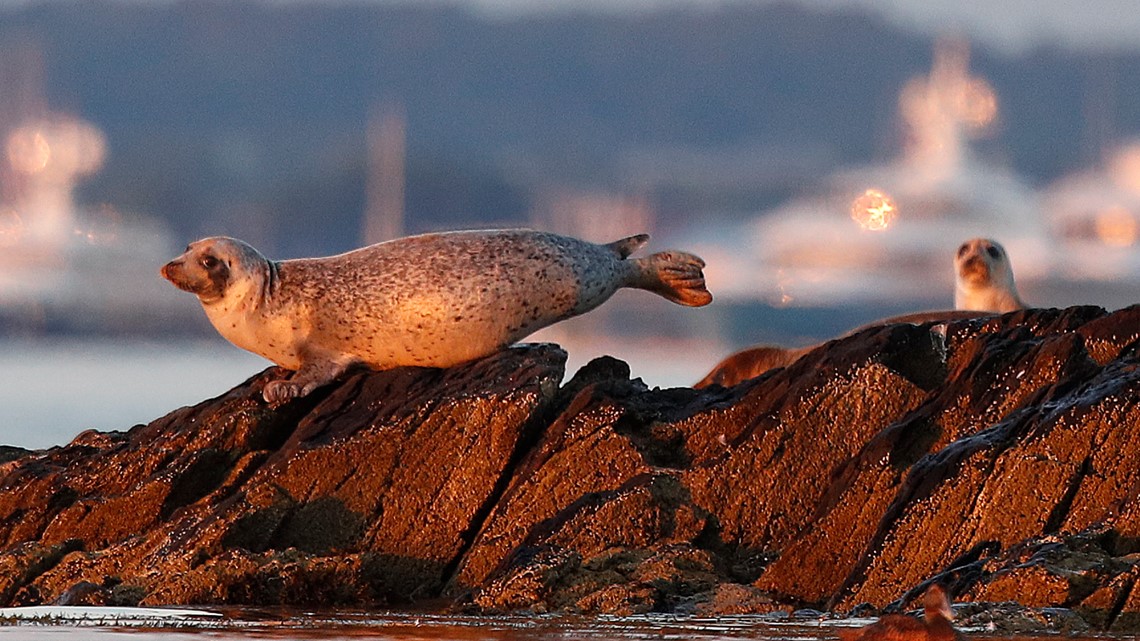 Bird flu decimating seal colonies in Maine and across the world | ktvb.com