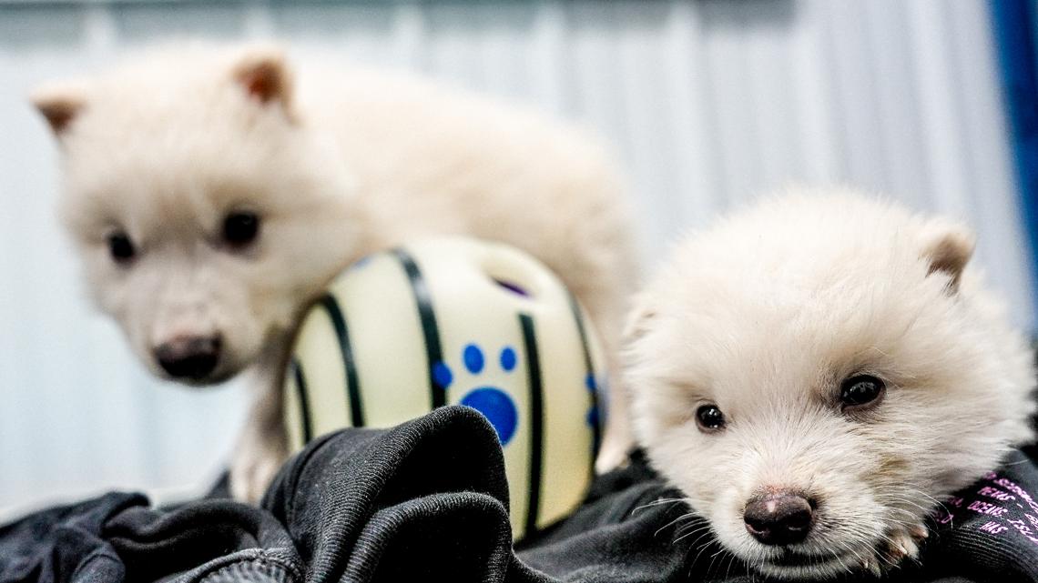 Dallas-based biosciences revives dire wolves after 12,500 years | ktvb.com