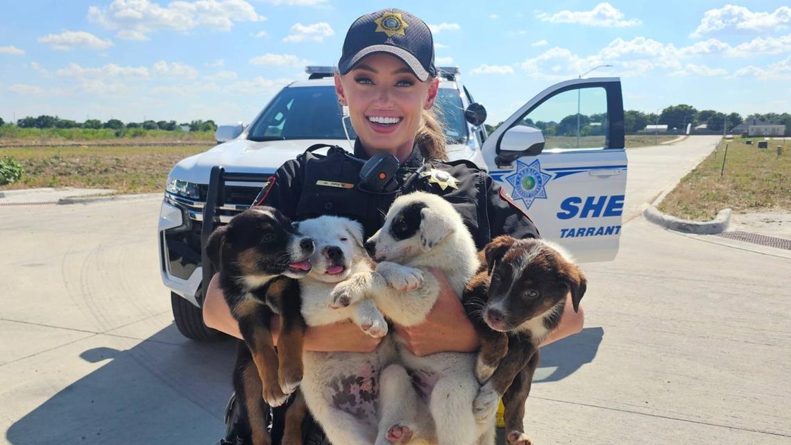 Eight puppies abandoned in North Texas field rescued and adopted | ktvb.com