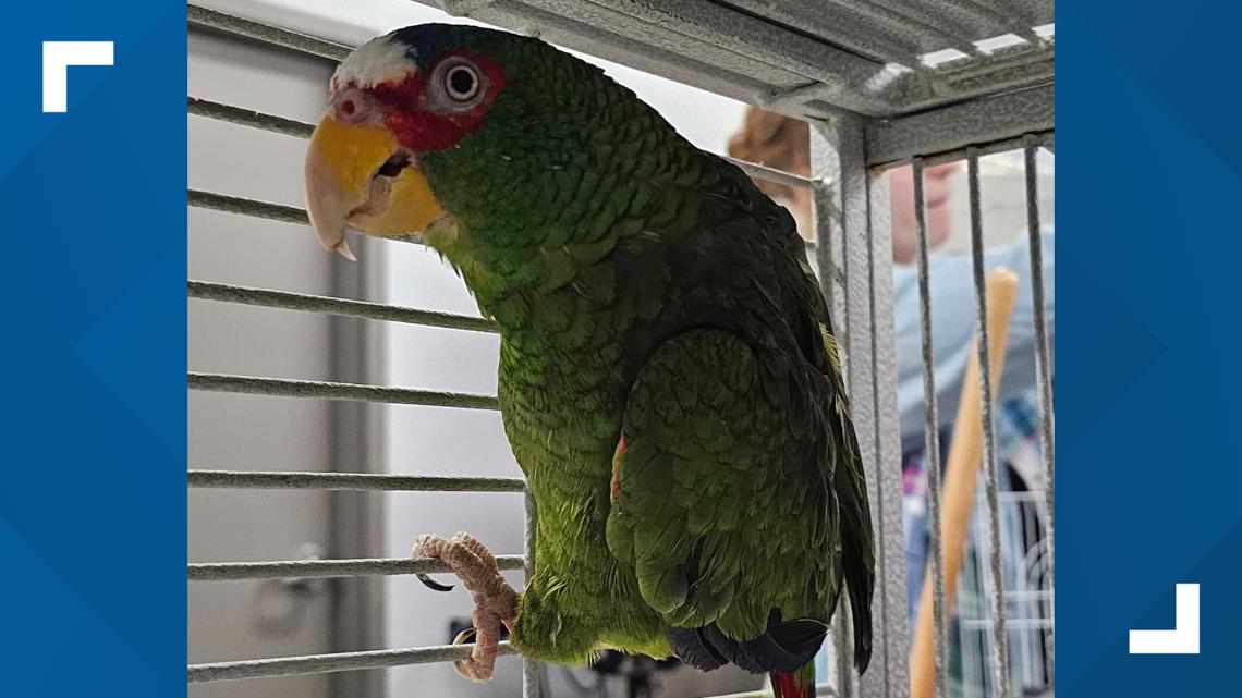 A foul-mouthed parrot named Pepper is looking for a home | ktvb.com