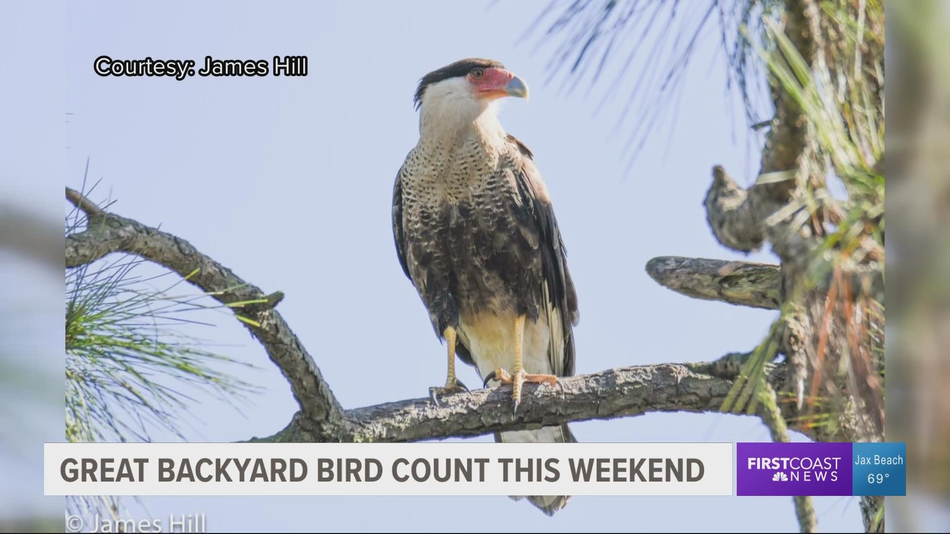 Great Backyard Bird Count captures data about bird populations | ktvb.com