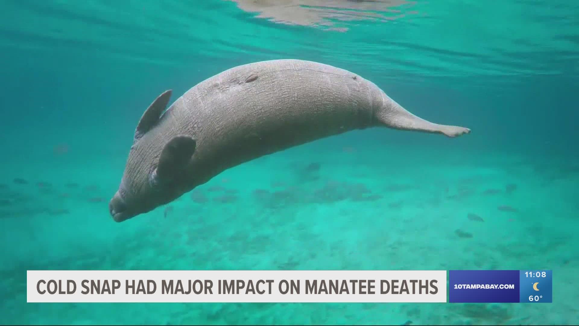 More than 75 Florida manatees in rehab amid ongiong starvation | ktvb.com