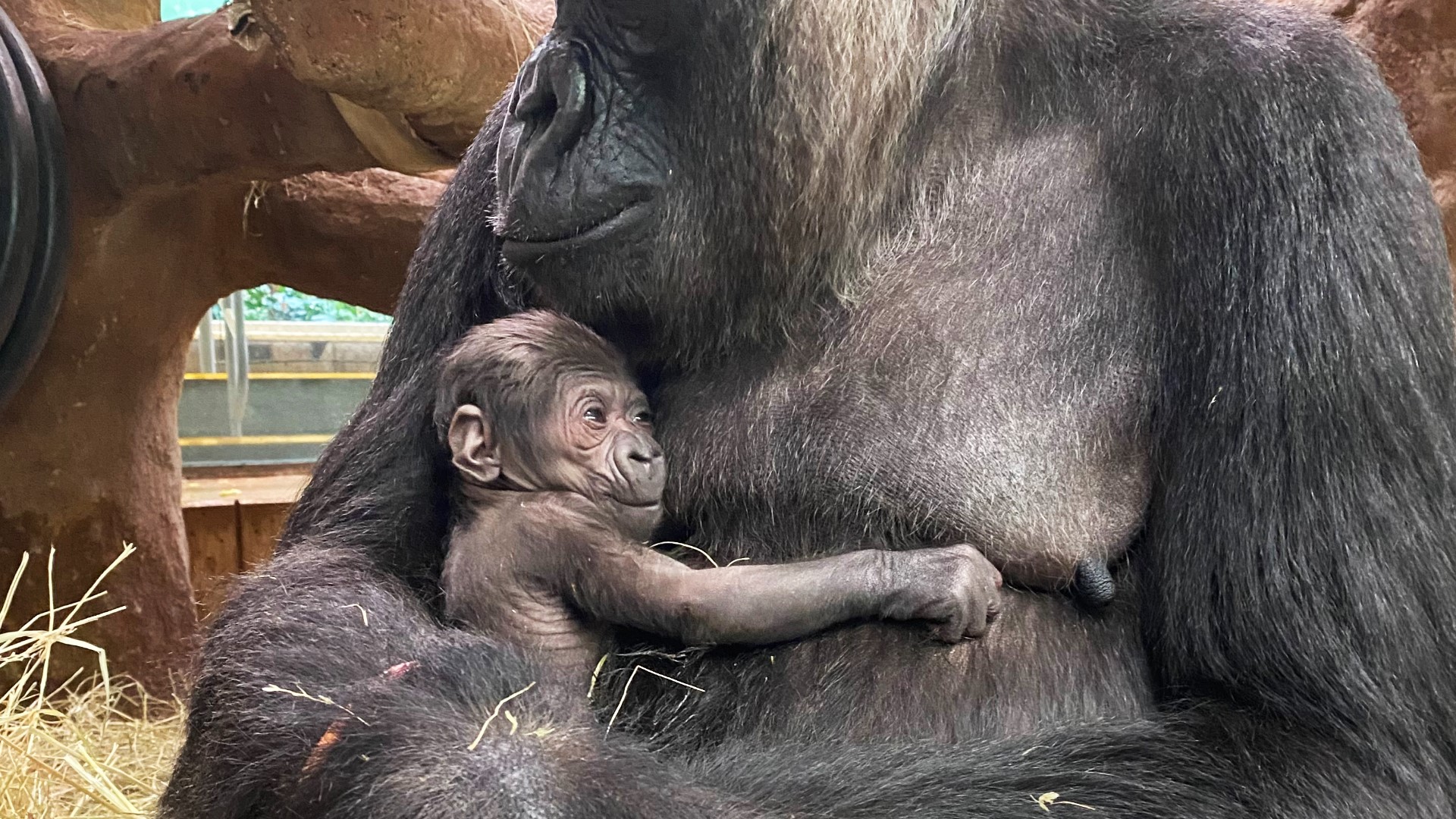 National Zoo welcomes new western lowland gorilla | ktvb.com