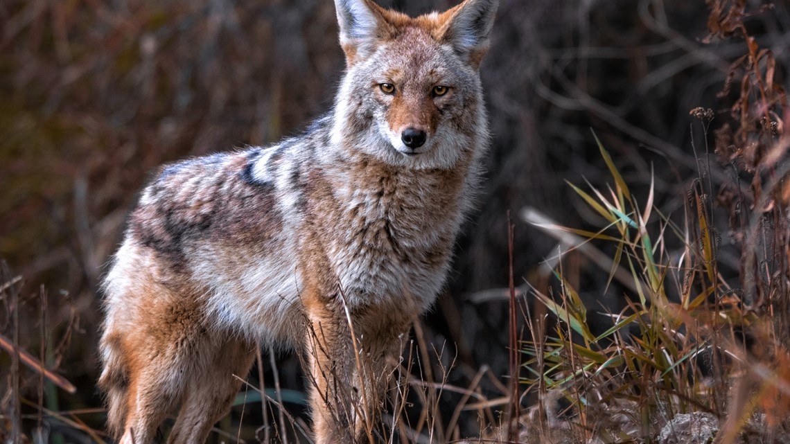 Coyote Shot Killed After Attacking Women In Maryland