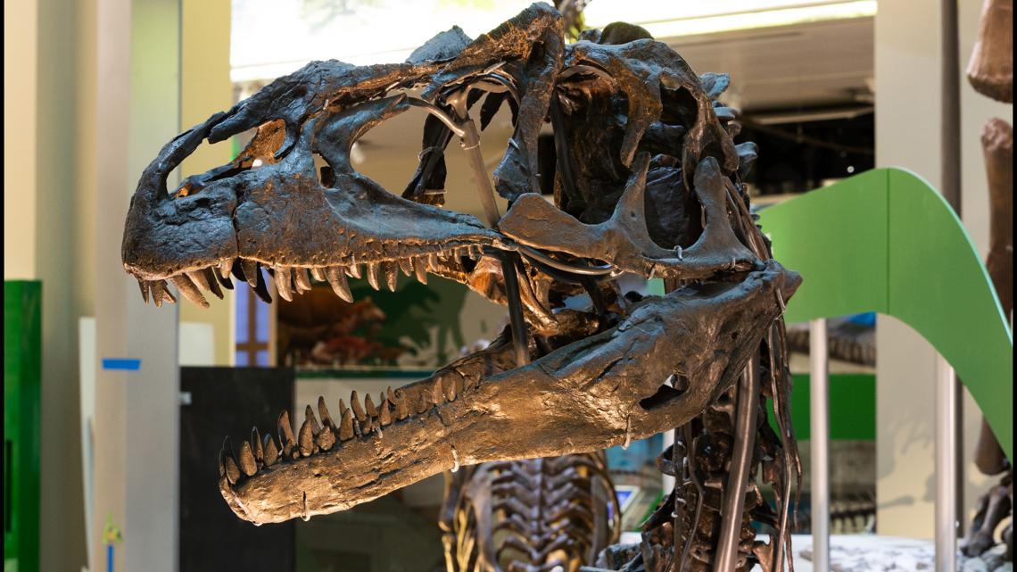 Allosaurus fossil at Smithsonian museum named type specimen | ktvb.com