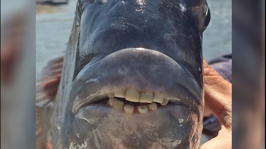 Fish with human-like teeth caught in South Carolina | ktvb.com